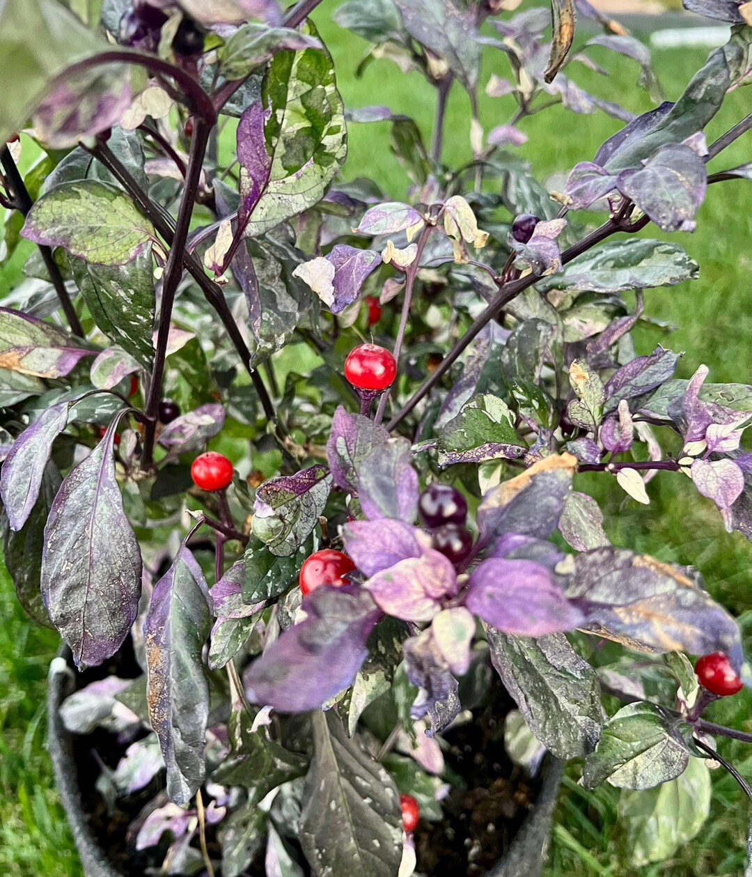Indonesian Variegated X Purple Flash Beautiful Variegated Pepper Seed ...