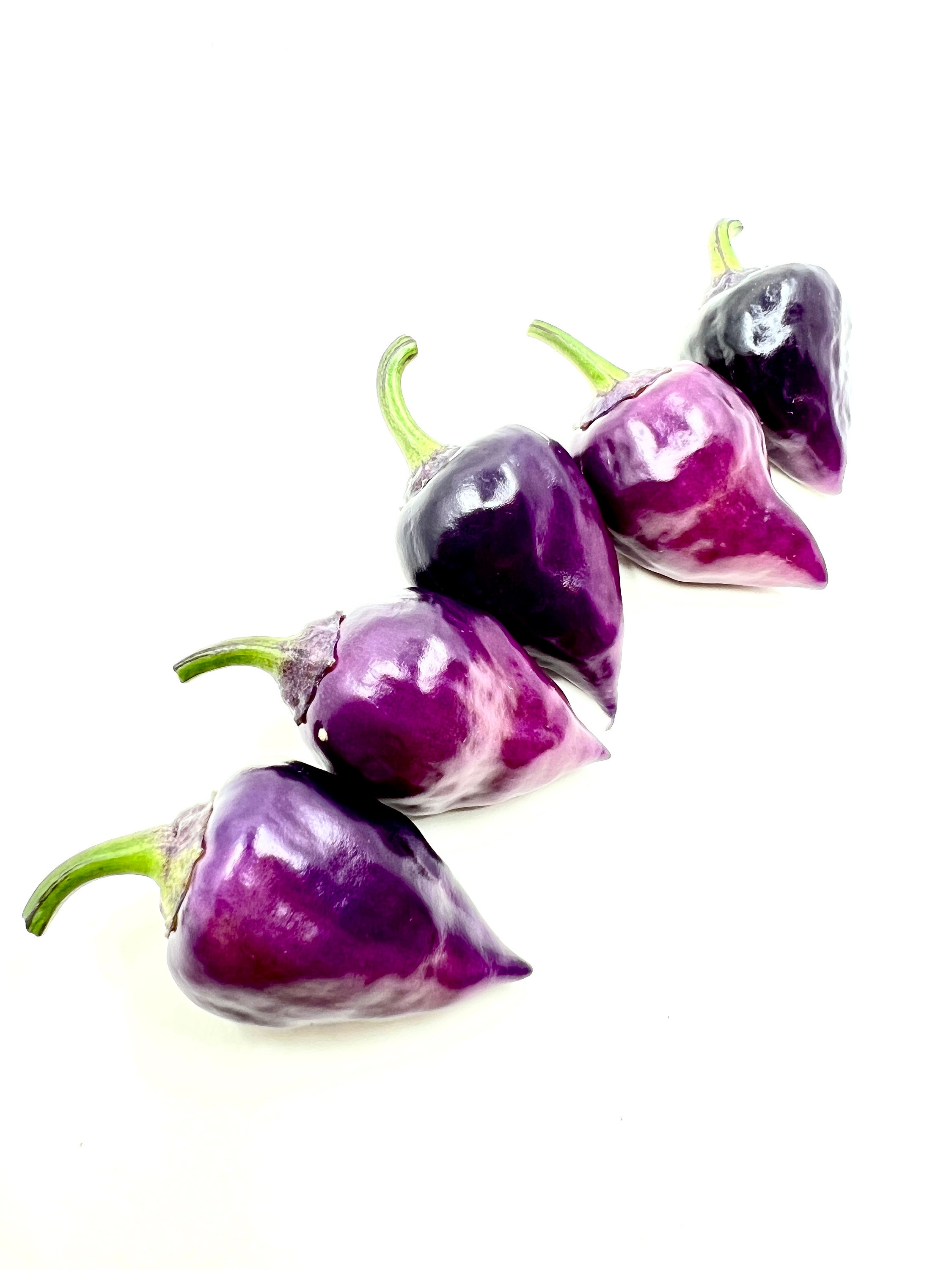 Purple UFO Premium Pepper Seeds Pack - Etsy