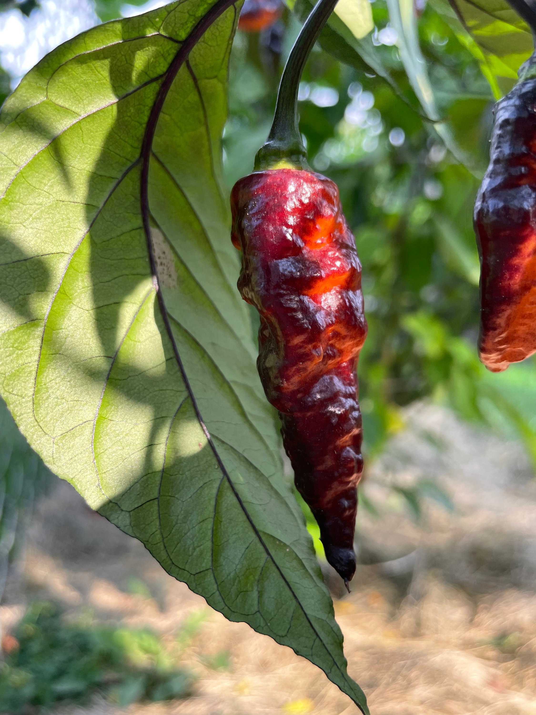Black Panther Rare Pepper Seeds Premium Packet - Etsy