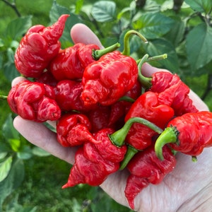 Red X Seeds Superhot Hottest Pepper Variety - Etsy