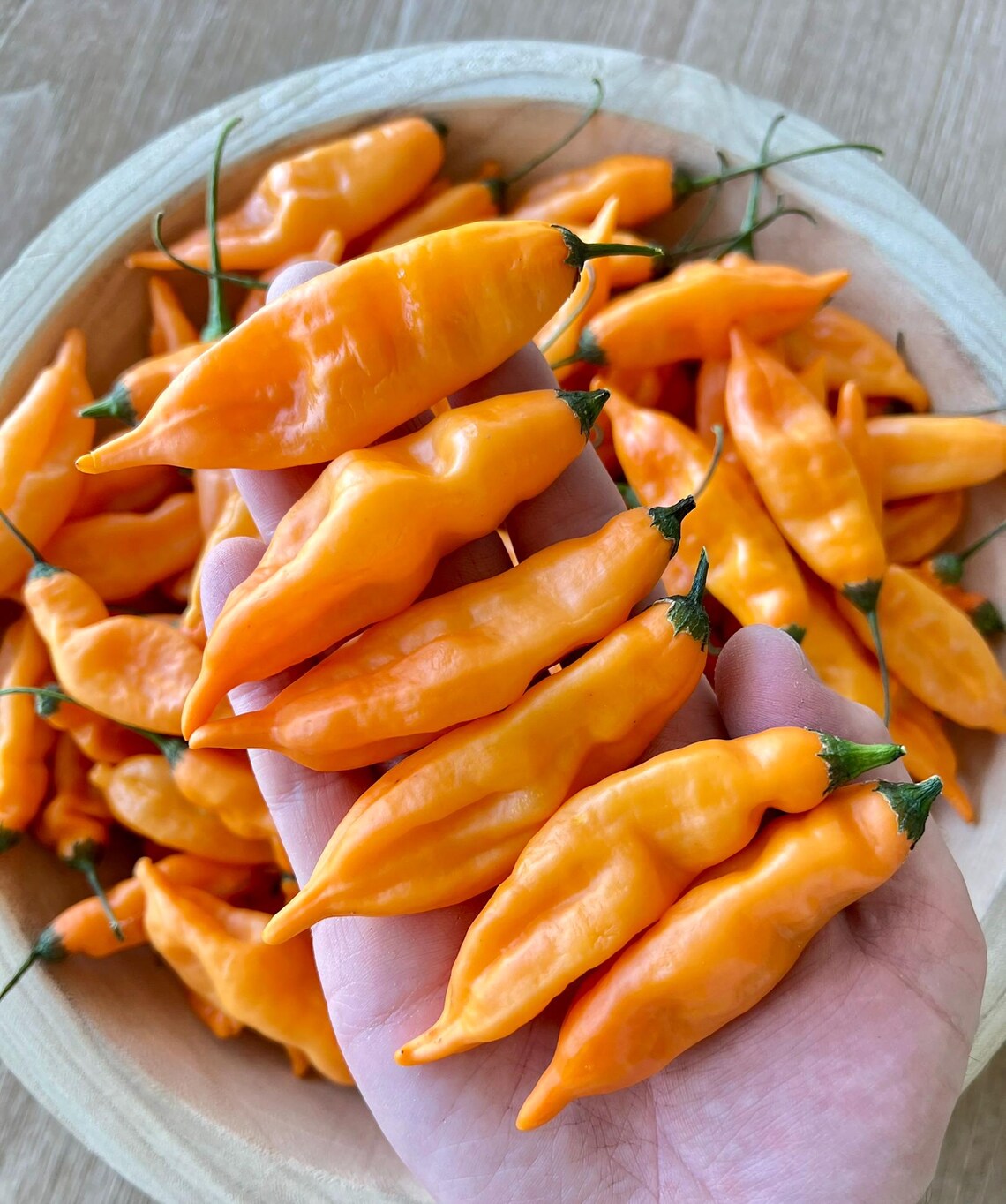 Aji Mango Pepper Seeds Pack - Non-gmo Organic Hot Sweet Pepper. Sweet ...