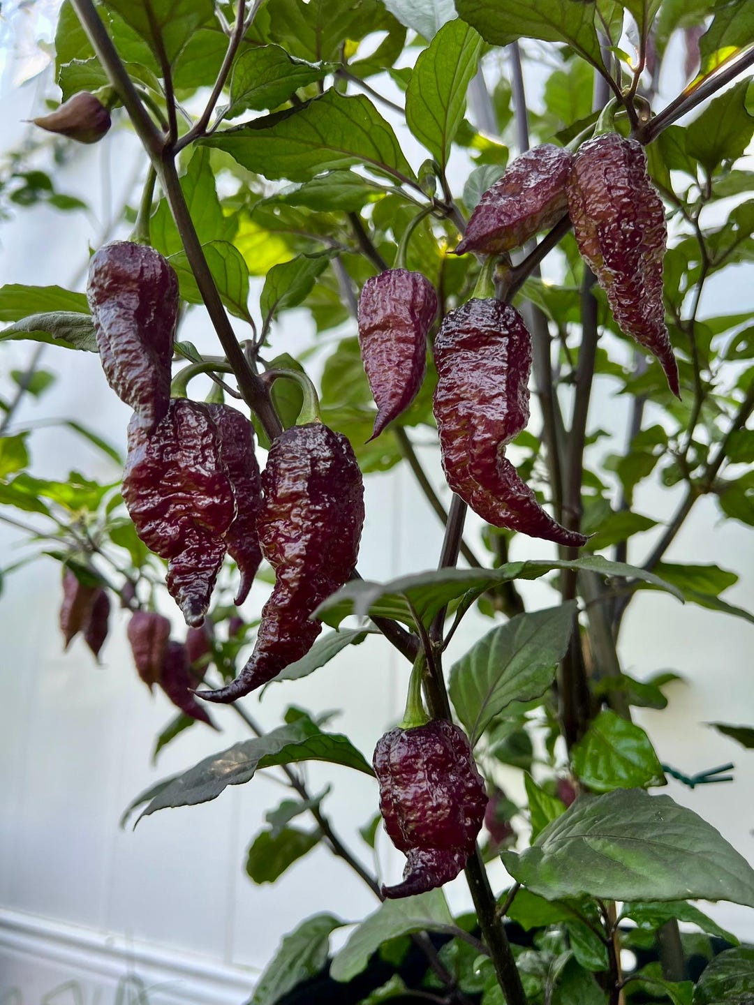 Fox Purple Naga Ruby Superhot Pepper Seeds - Superhot Pepper Seeds, Non ...