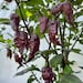 Fox Purple Naga Ruby Superhot Pepper Seeds - Superhot Pepper Seeds, Non ...