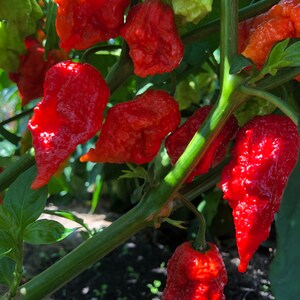 7 Pot Iowa Twister Pepper Seeds, Hotter Than Pepper X? - Etsy