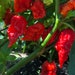7 Pot Iowa Twister Pepper Seeds, Hotter Than Pepper X - Etsy