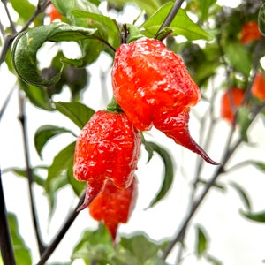 Gator Jigsaw Orange Pepper Seeds - Premium Peppers for Garden, Salsa ...