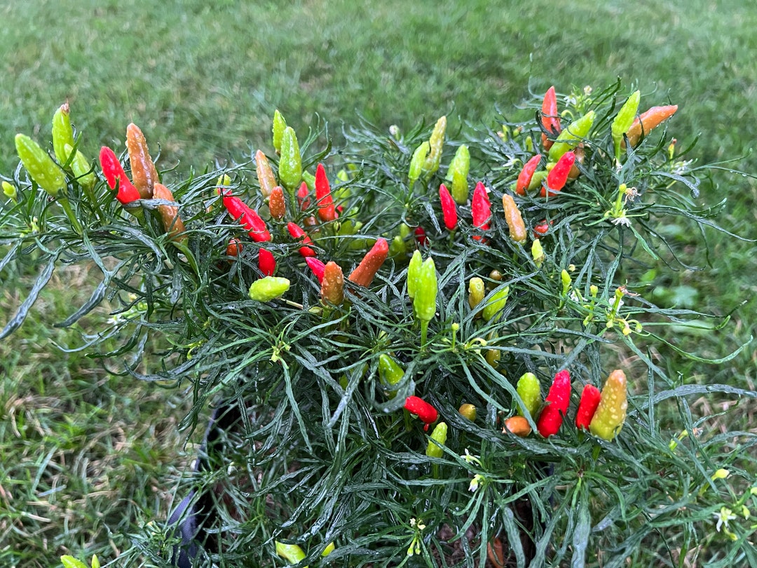 Candlelight Mutant Pepper Seeds Pack - Etsy