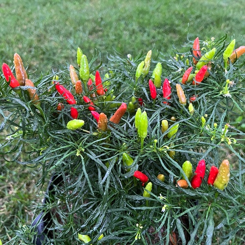 T-rex Yellow Premium Pepper Seeds Pack - Etsy