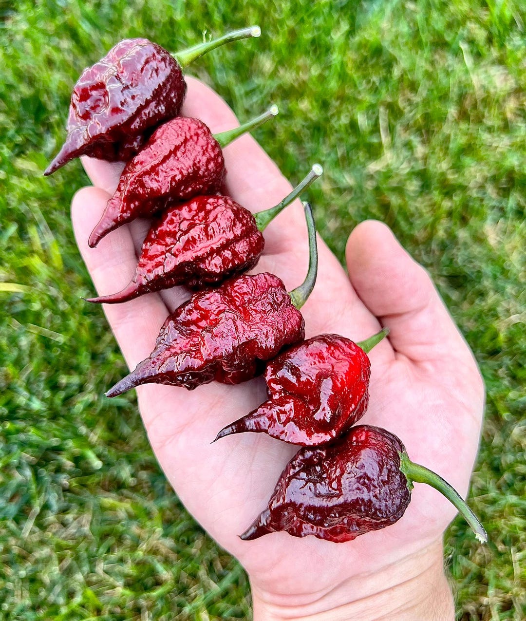 Moruga Blackjack Pepper Seeds - Non-gmo Organic Superhot Pepper. Great ...