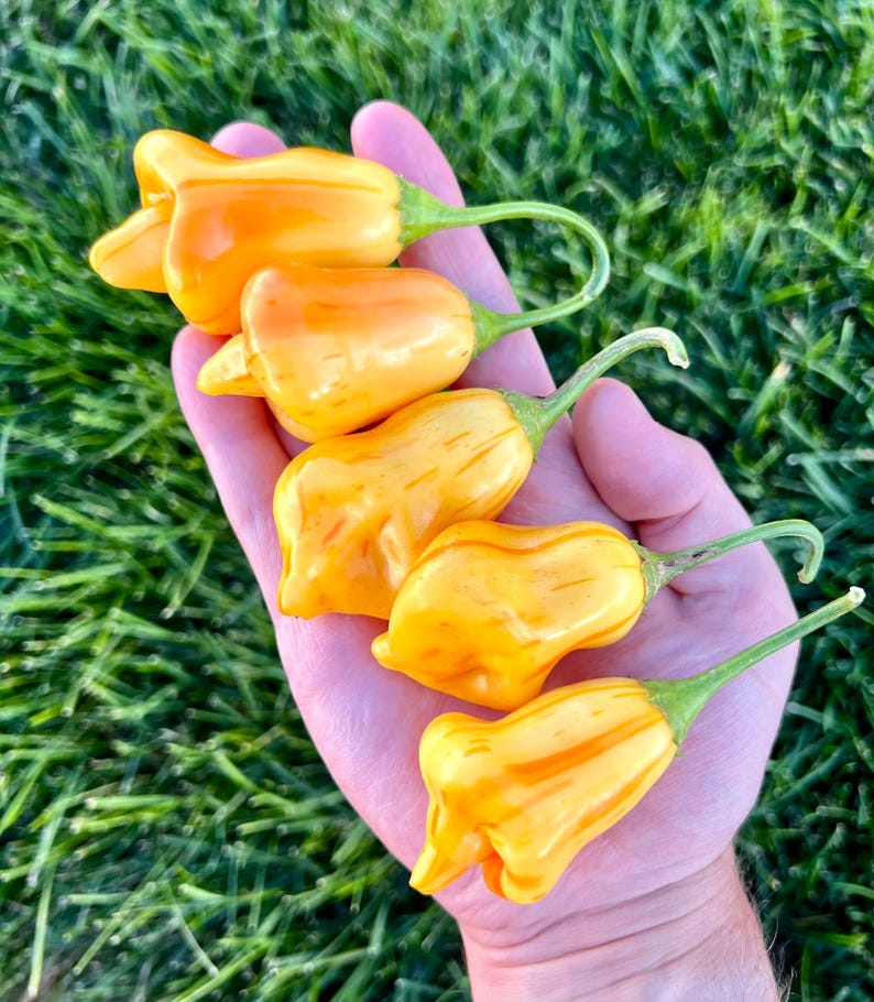 Aji Fantasy Stripey Pepper Seeds Pack - Non-gmo Organic Sweet Hot ...