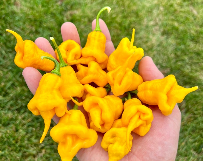 Purple UFO Pepper Premium Seed Packet - Etsy