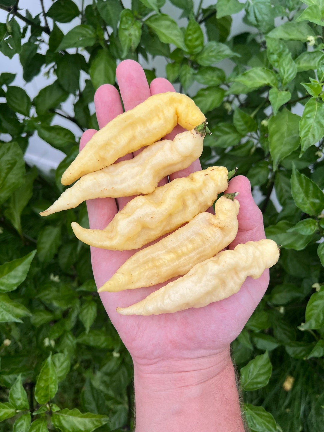 White Ghost Pepper Seeds Pack - Etsy