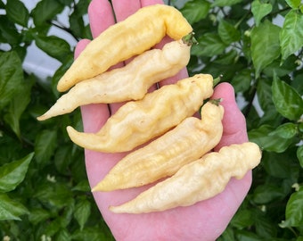 Red Ghost Pepper Seeds - 10-pack *FREE SHIPPING* Bonus Mystery Seed One ...