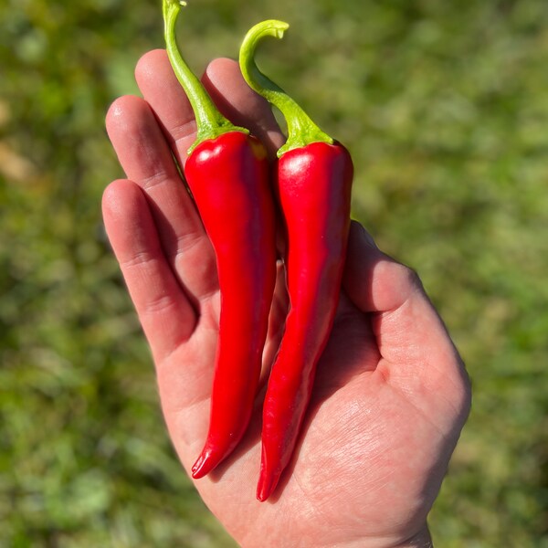 Pepper X Seeds - Etsy