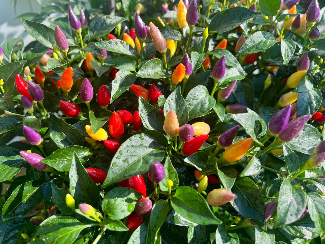 Bolivian Rainbow Pepper Seeds Pack - Non-gmo Organic Sweet Mild Pepper ...