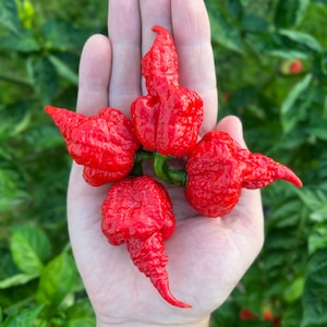 Beast Pepper Seeds Premium Packet Superhot Unique Peppers - Hotter Than ...