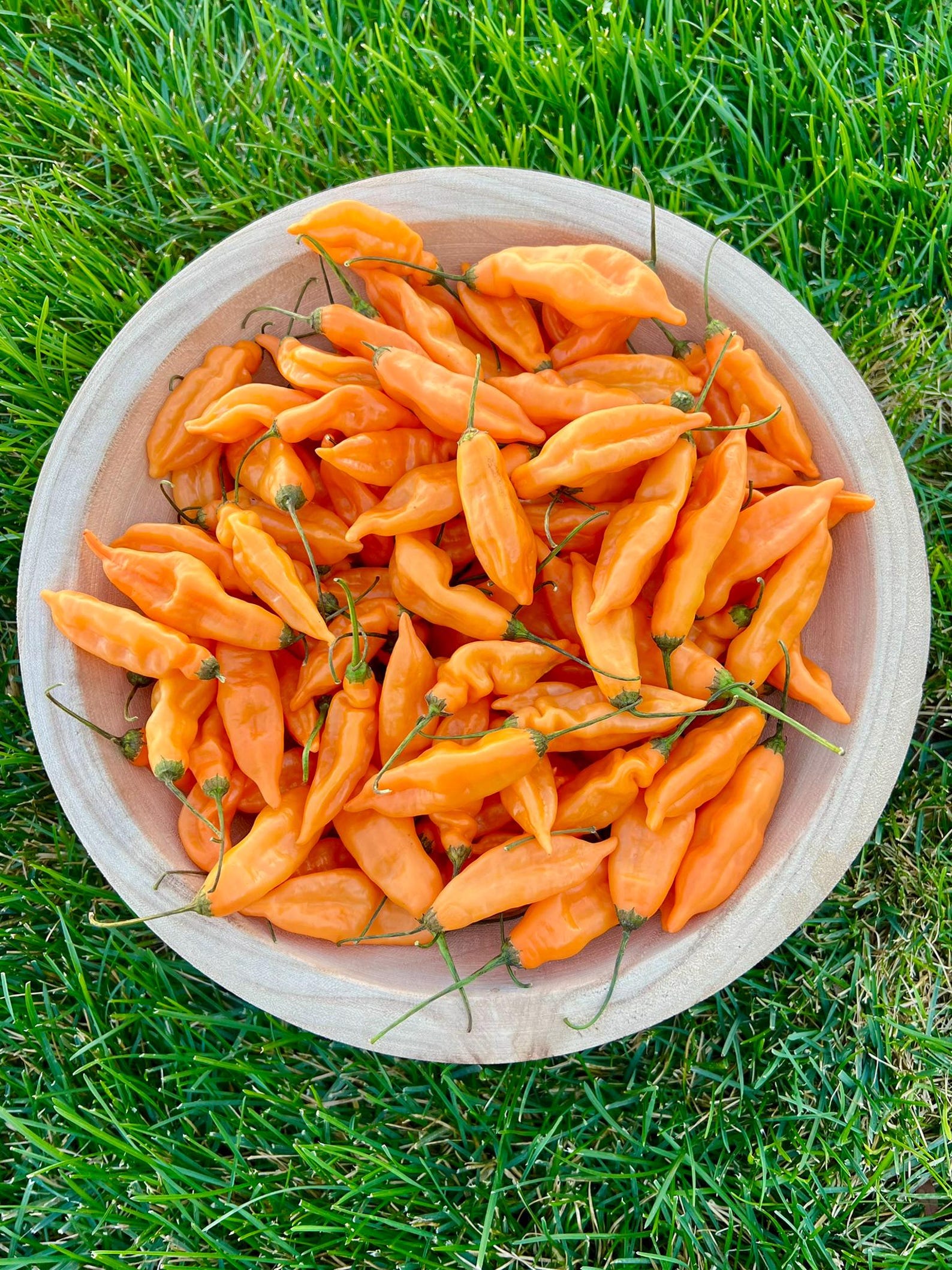 Aji Mango Pepper Seeds Pack - Non-gmo Organic Hot Sweet Pepper. Sweet ...