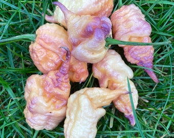 Reaper Purple Peach Pepper Seeds - Etsy