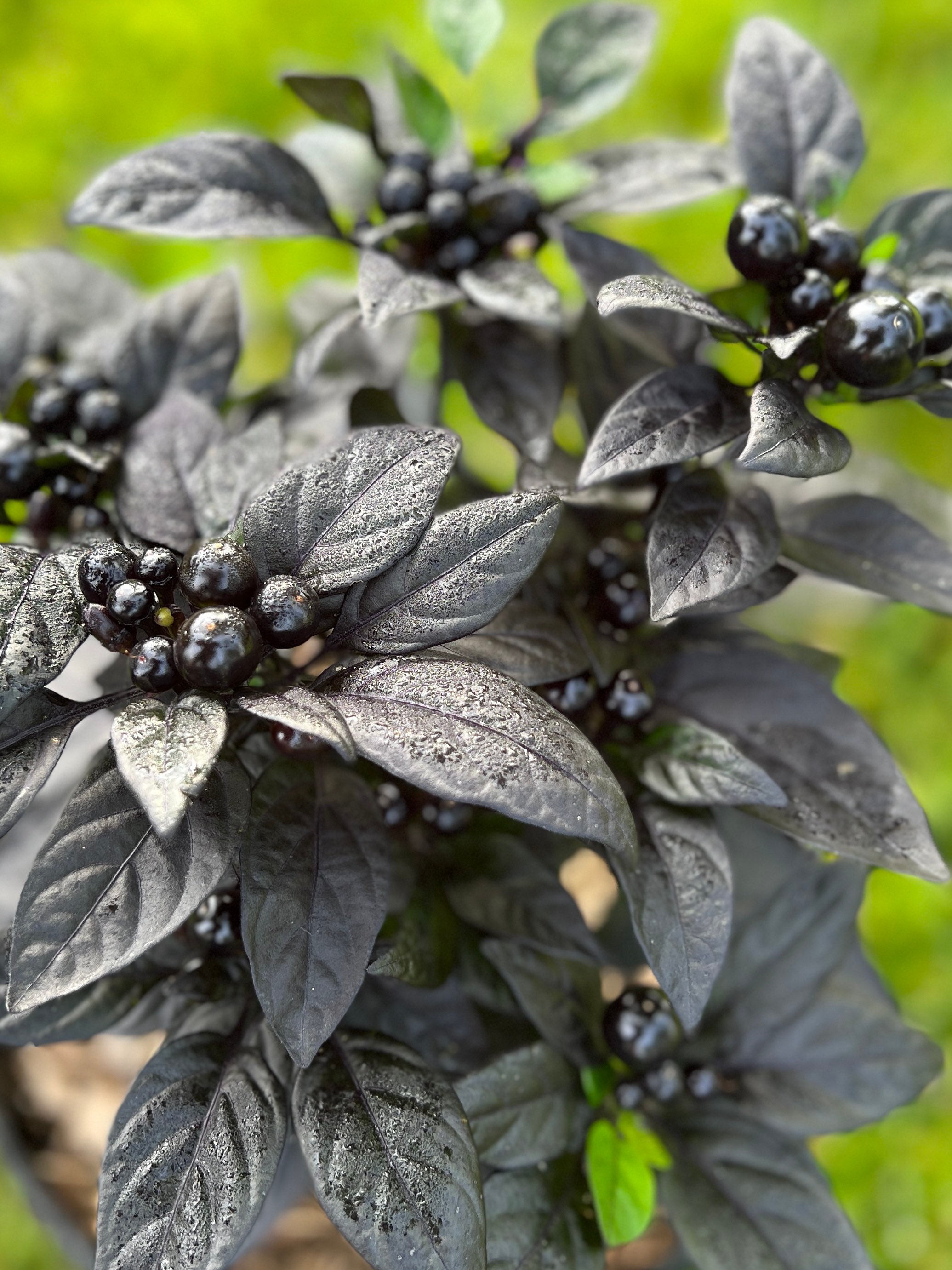 Ornamental Black Pepper Plant