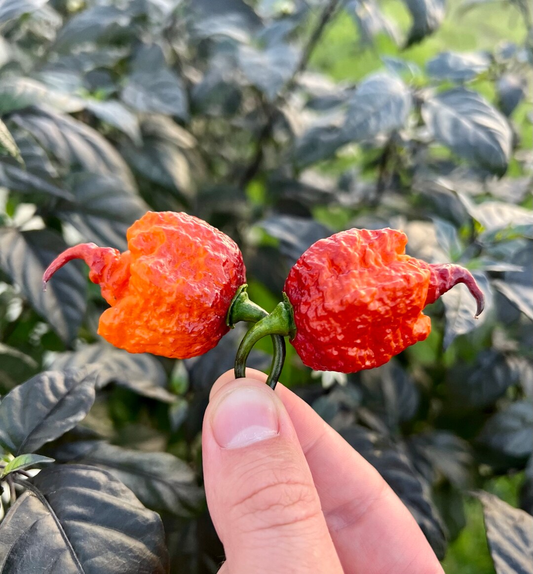 Gator Jigsaw Orange Pepper Seeds - Premium Peppers for Garden, Salsa ...