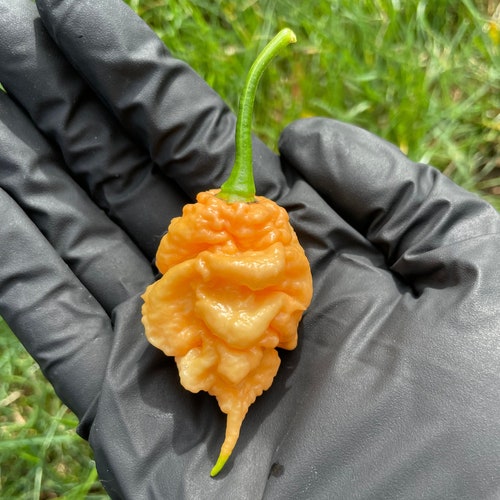 Candlelight Mutant Pepper Seeds Pack - Etsy