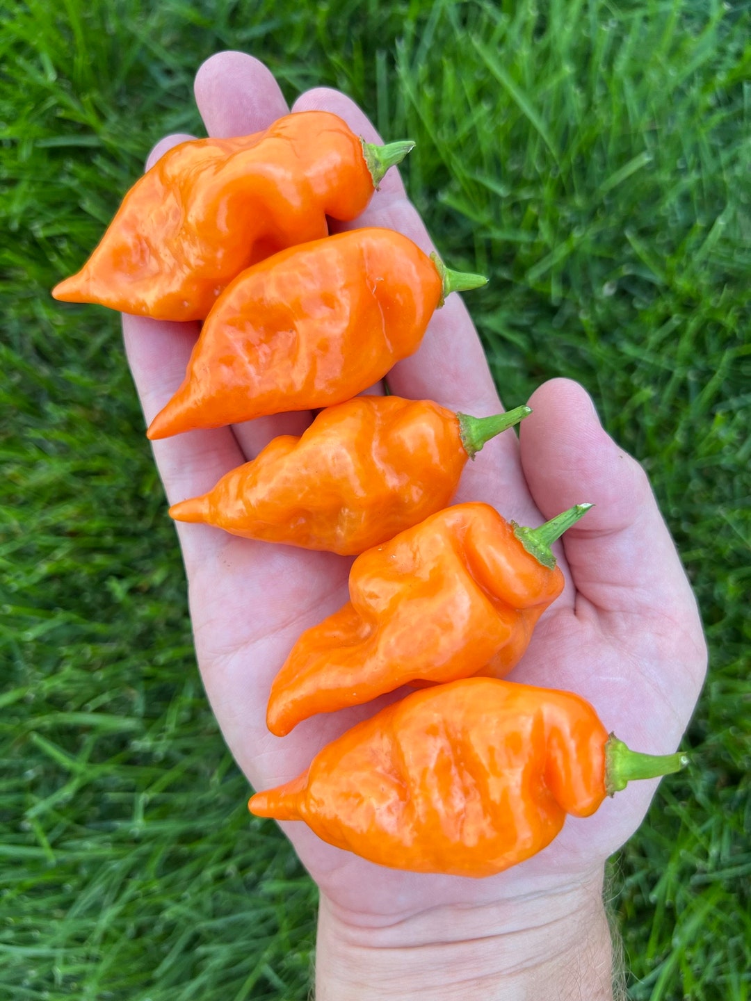 Habanada Pepper Seeds. Habanero Flavor With NO Heat! Garden Snacker! - Etsy