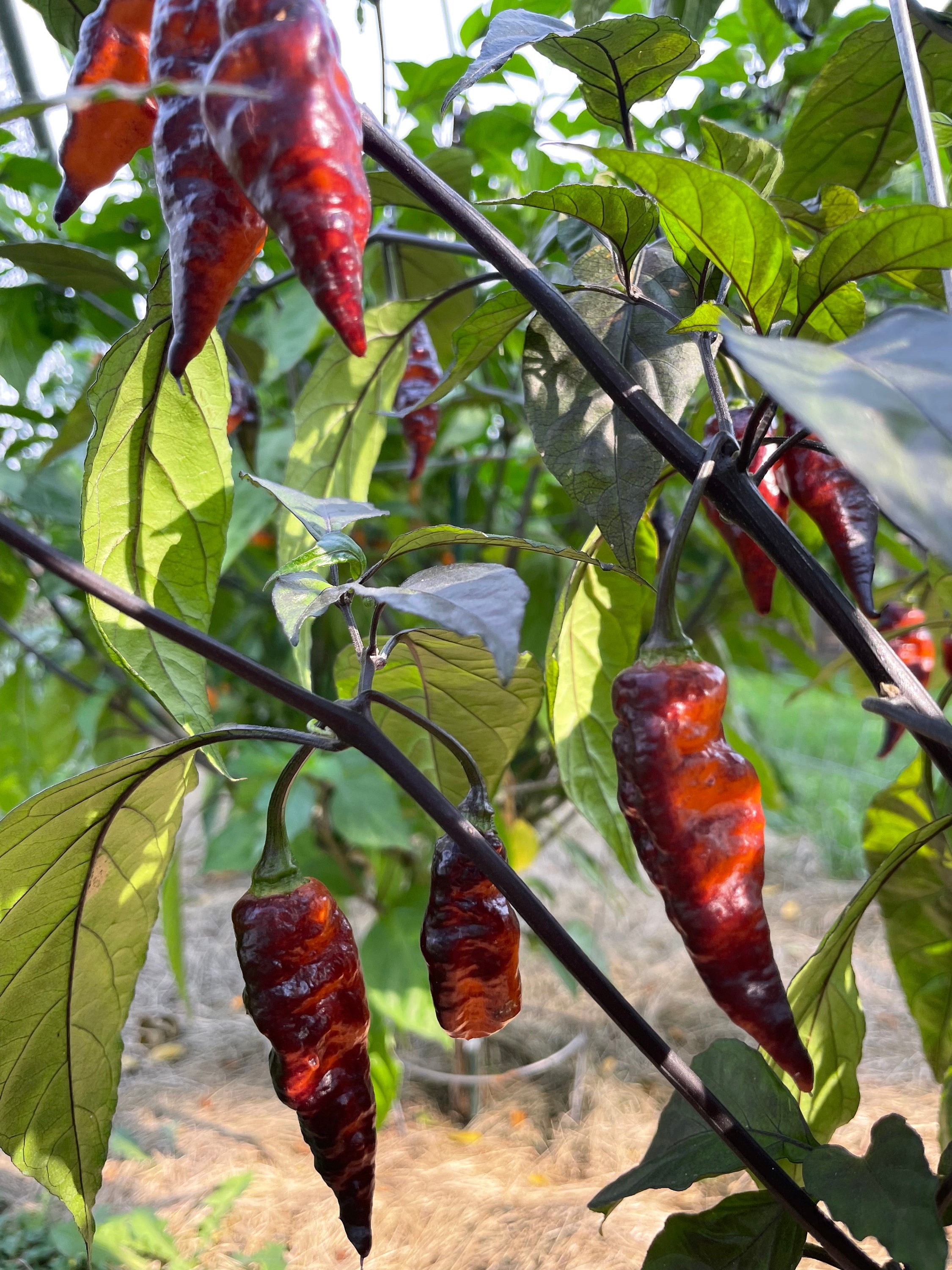 Black Panther Rare Pepper Seeds Premium Packet - Etsy