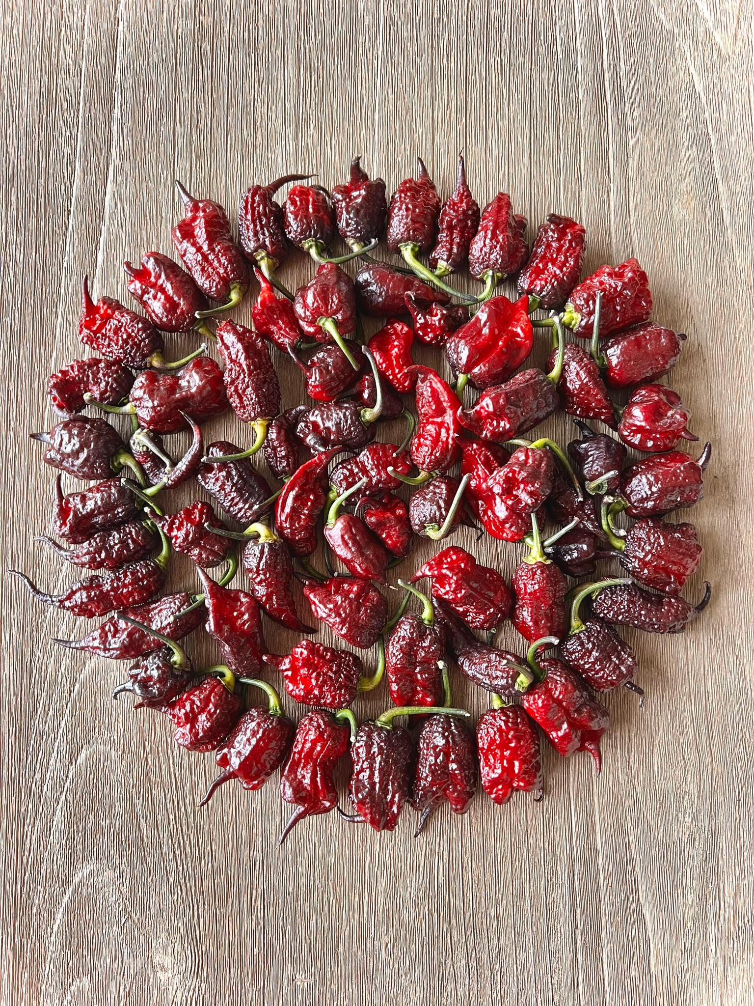 Purple Gator Jigsaw Superhot Pepper Seeds - Non-gmo Organic Superhot ...