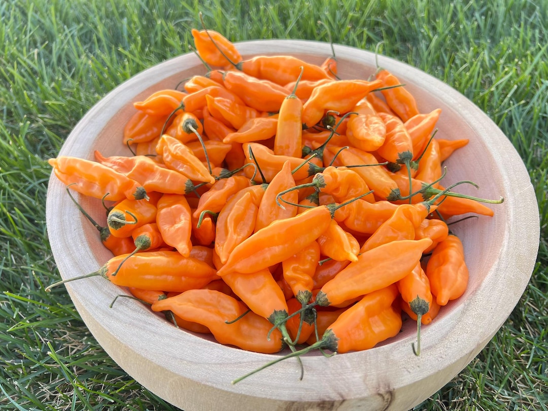 Aji Mango Pepper Seeds Pack - Non-gmo Organic Hot Sweet Pepper. Sweet ...