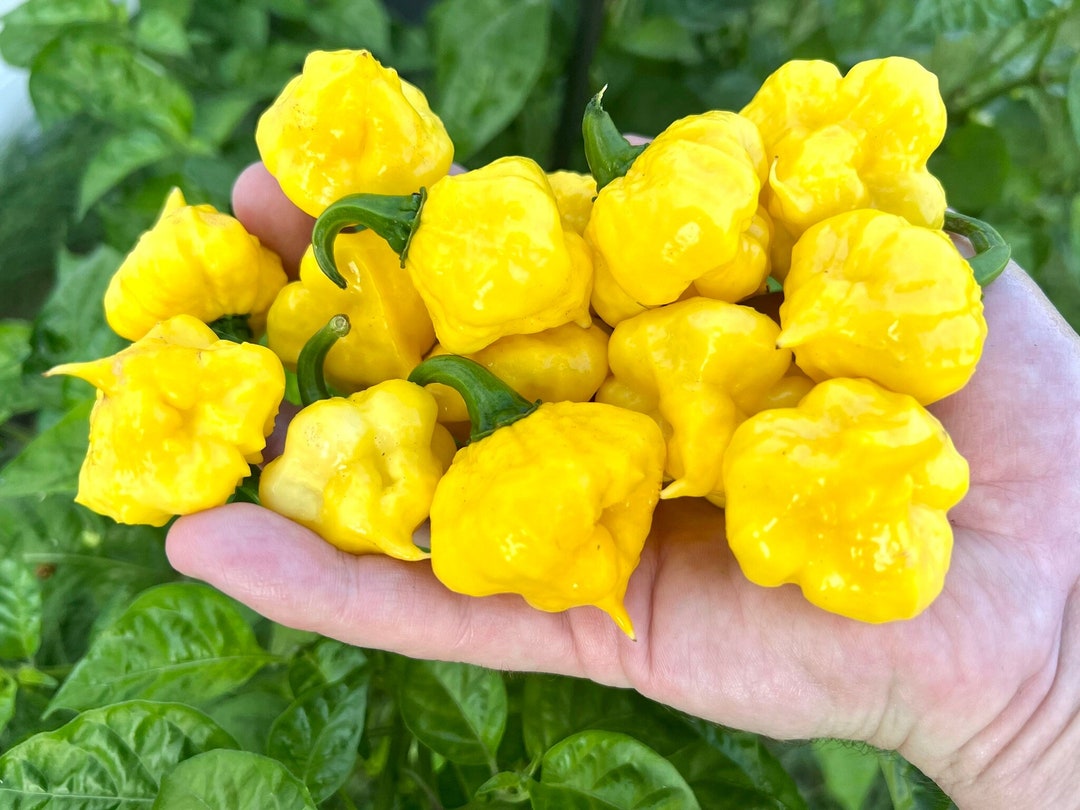 Lemon Starrburst Pepper Seeds (KSLS) Khang Starr Creation - Etsy