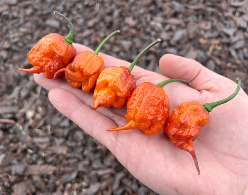 Gator Jigsaw Orange Pepper Seeds - Premium Peppers for Garden, Salsa ...