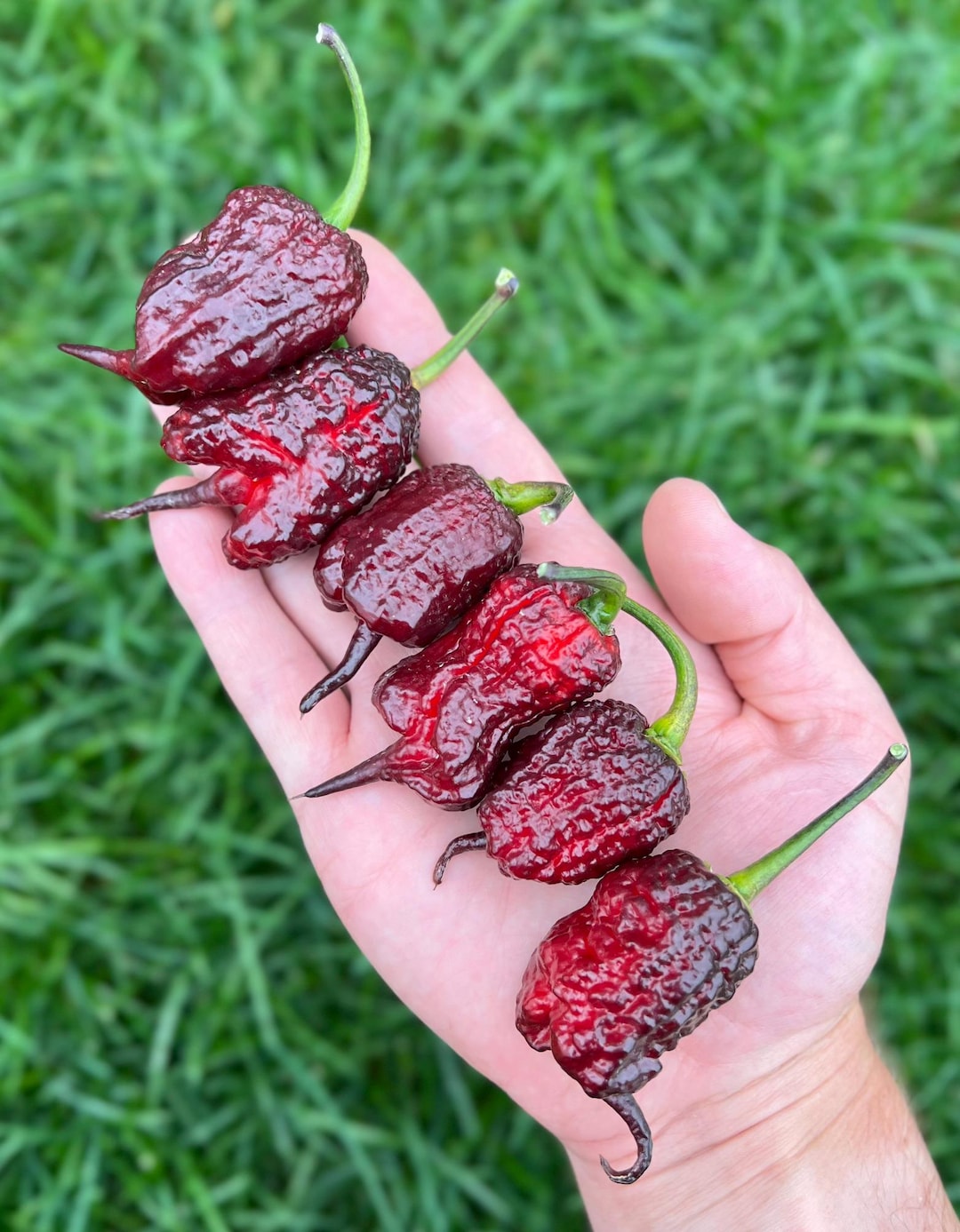 Purple Gator Jigsaw Superhot Pepper Seeds - Non-gmo Organic Superhot ...