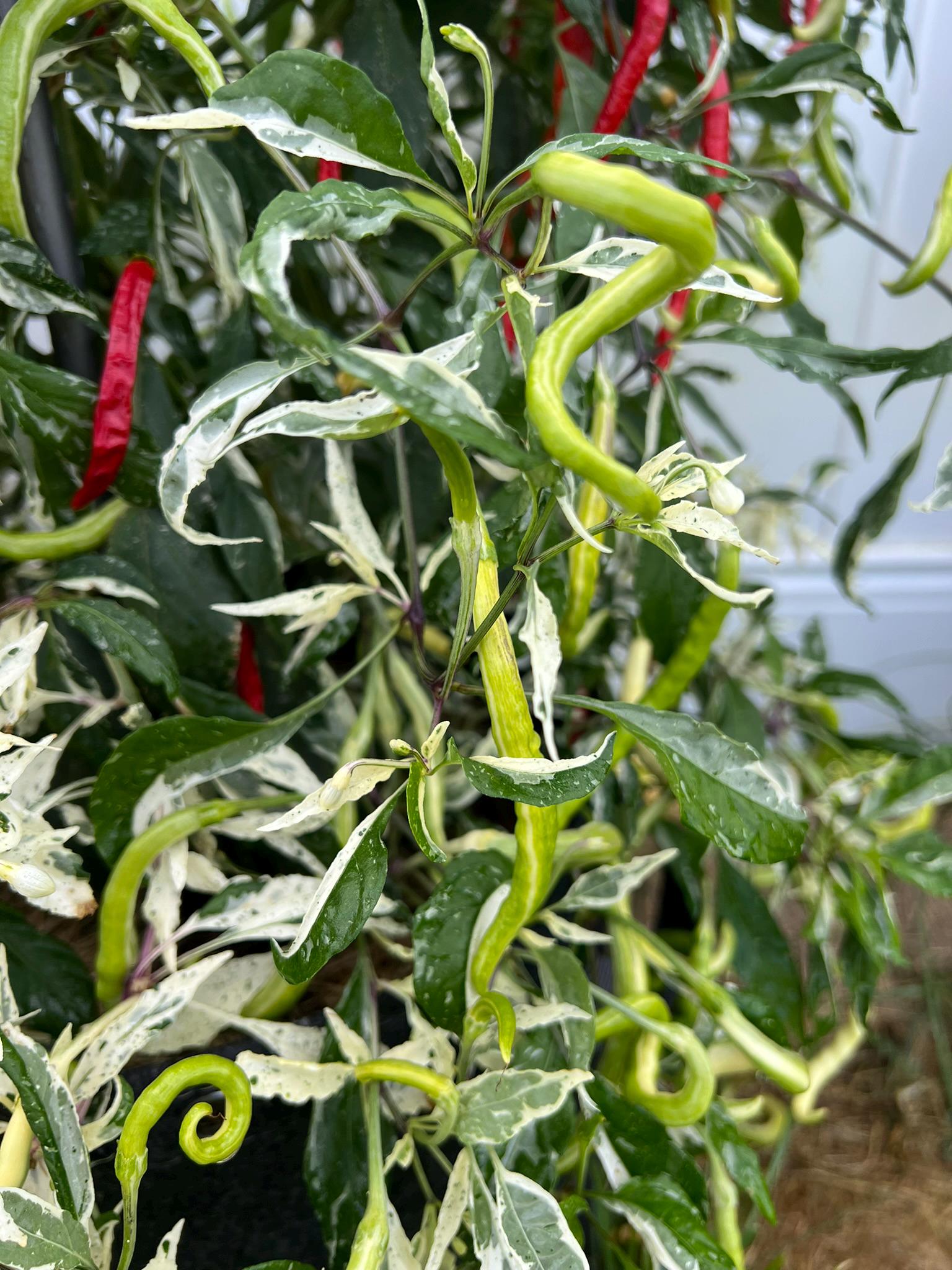 Dreamcatcher White X Thunder Mountain Longhorn Pepper Seeds- Similar to ...