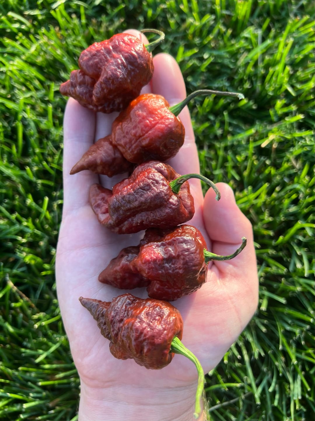 Chocolate Death Spiral Super Hot Premium Pepper Seeds - Etsy
