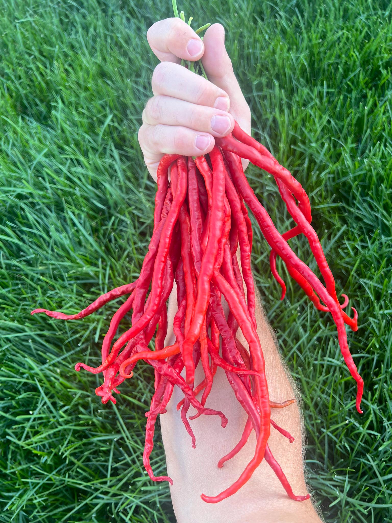 Thunder Mountain Longhorn Pepper Seeds - Non-gmo Organic Mild Pepper ...