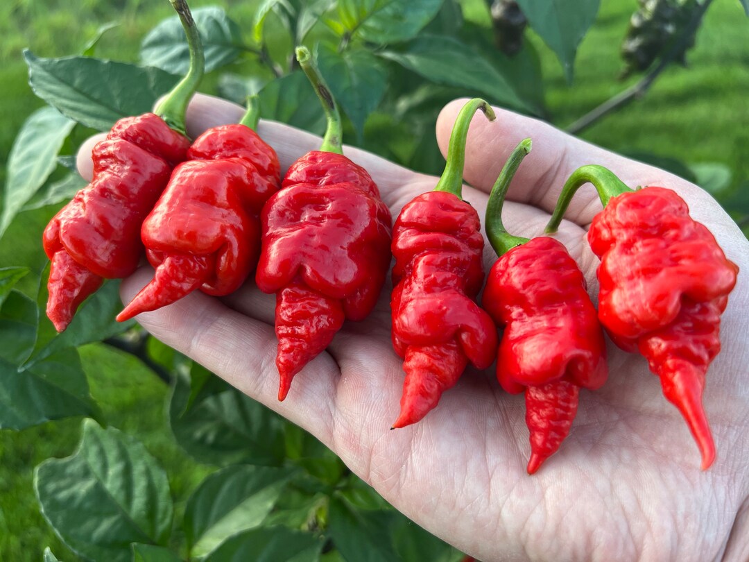 Red X Seeds Superhot Hottest Pepper Variety - Etsy