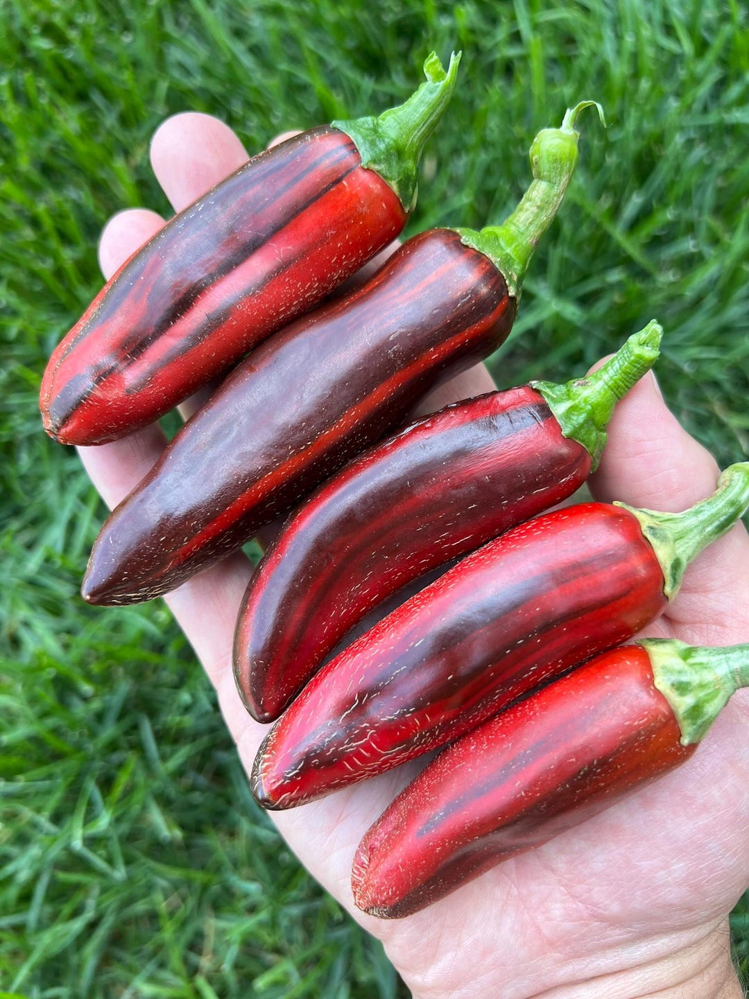 Mocha Swirl Sweet Pepper Seeds - Very Sweet Pepper, Non-gmo Organic ...