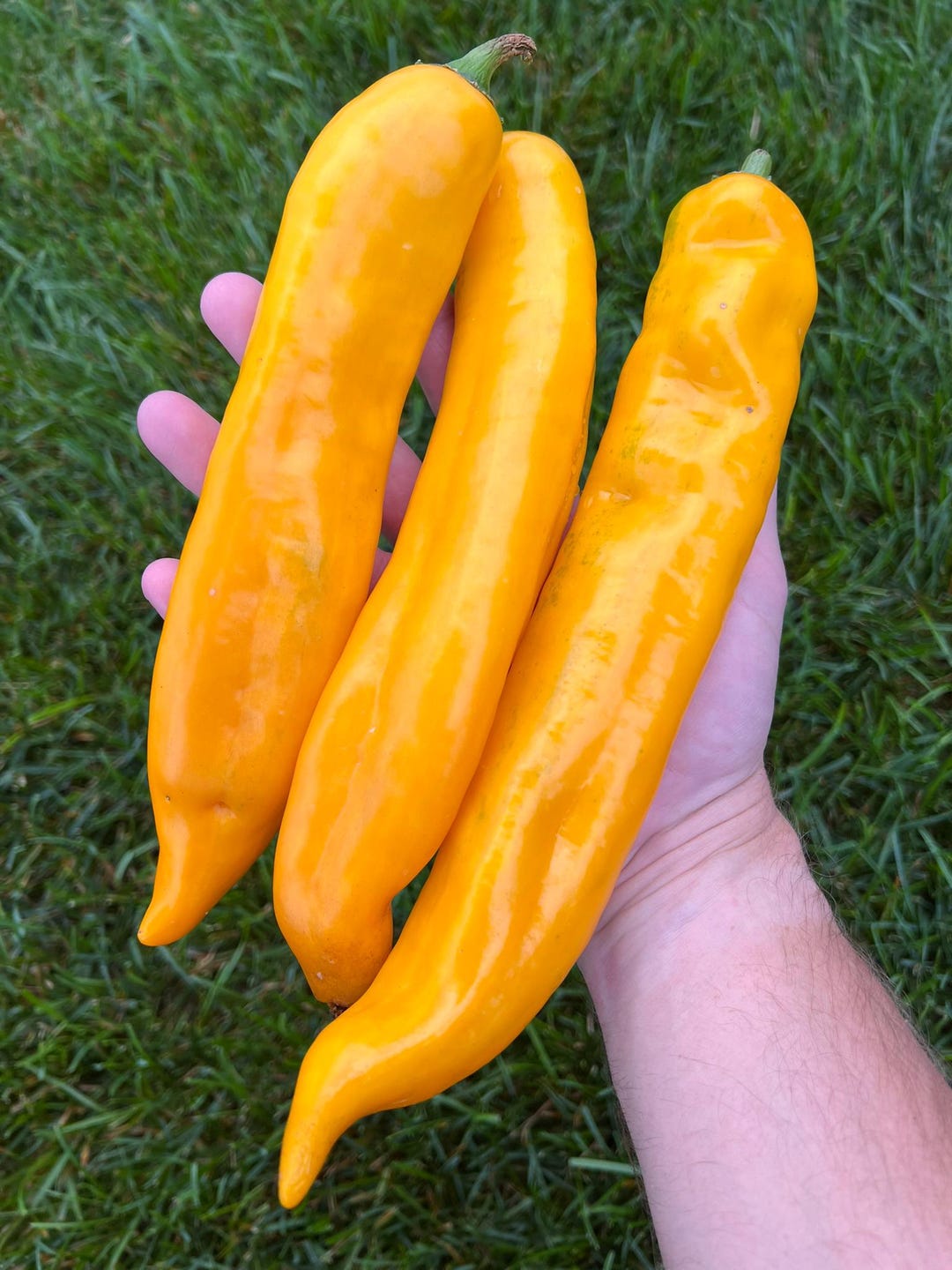 Sweet Palermo Yellow Pepper Seeds Pack - Non-gmo Organic Sweet Spicy ...