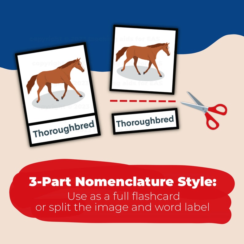 Horse Breed Flashcards 32 Full-color Illustrated Flashcards A-Z ...