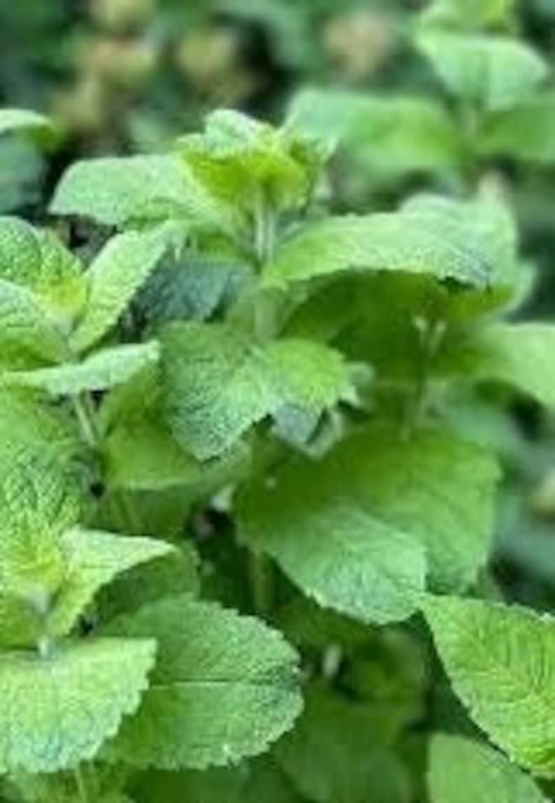 ORGANIC Mint, Apple Mint, Wild Harvested Loose Leaf Tea, Mild ...