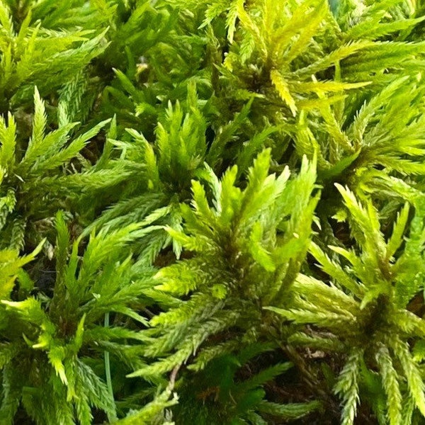 Live Moss - Etsy