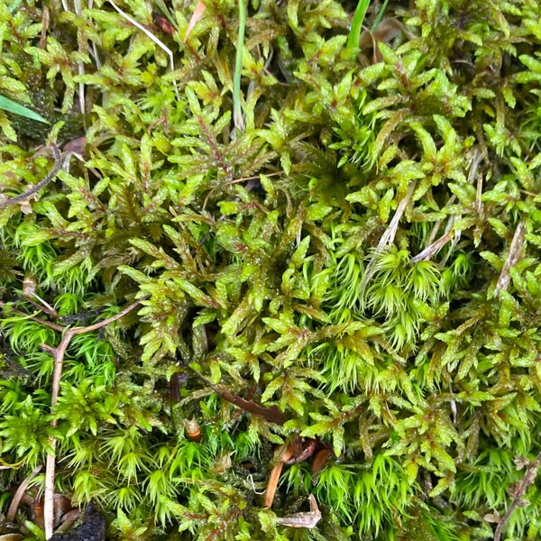 Live Sheet Moss - Etsy