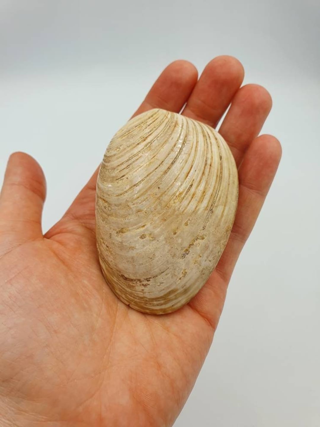 Carved Stone Shell Clam Realistic Handmade - Etsy