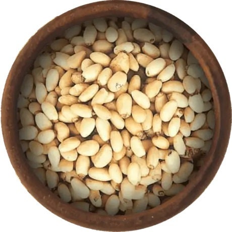 Bulk Pine Nuts - 25 LBS - Twenty Five Pounds - Etsy