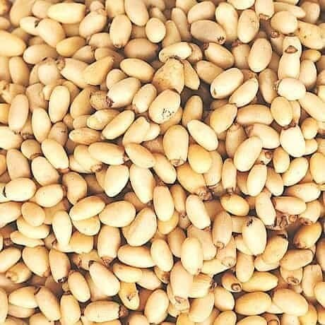Bulk Pine Nuts - 25 LBS - Twenty Five Pounds - Etsy