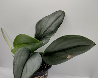 Scindapsus Treubii Moonlight 4 Pot ALL PLANTS Require You to - Etsy