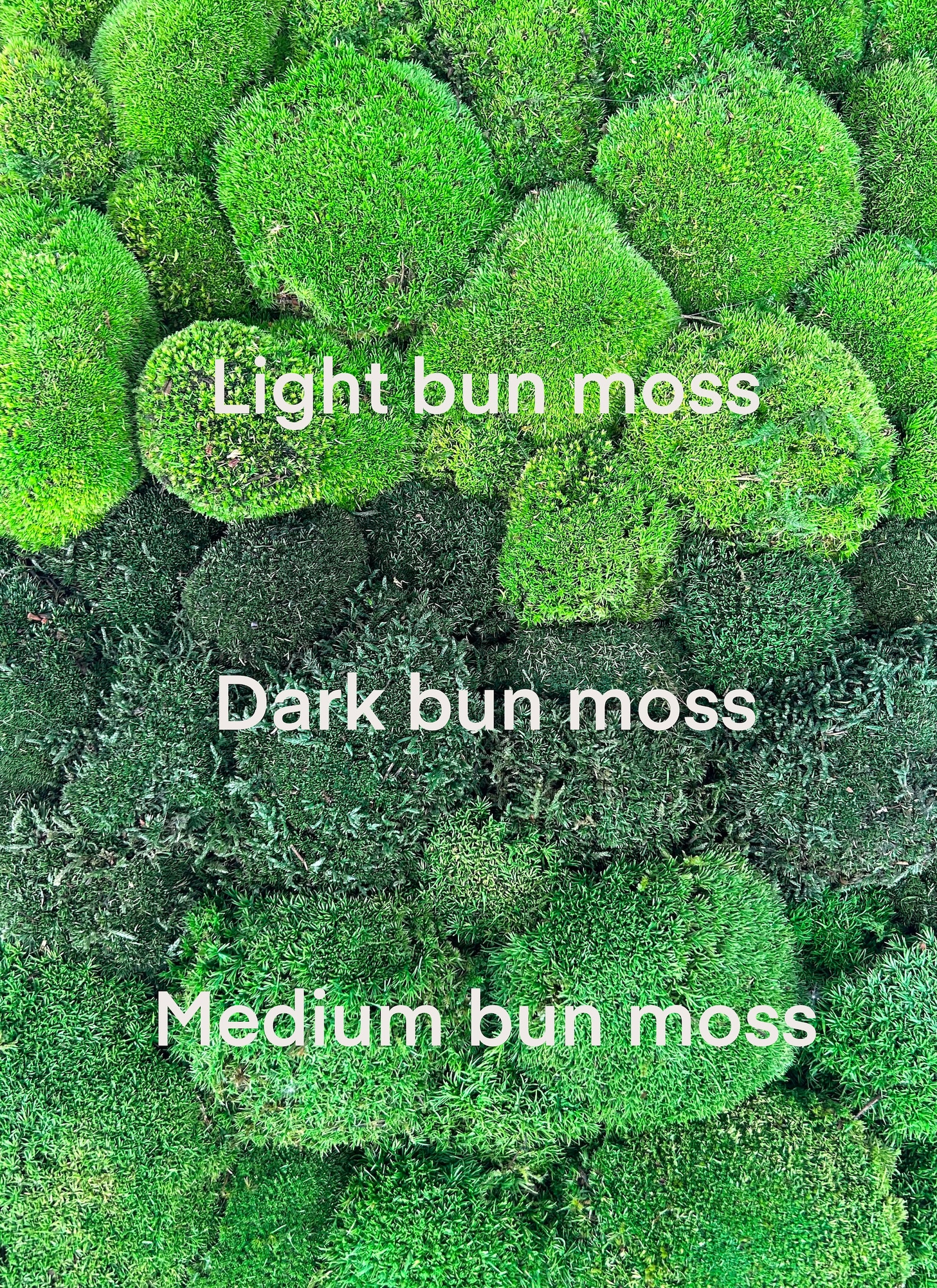Bun Moss Picture, Moss Square, Moss Rectangle Moss Art, Moss Wall ...