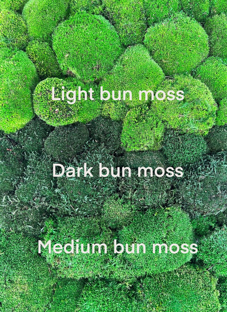Bun Moss Picture, Moss Square, Moss Rectangle Moss Art, Moss Wall, Green Picture - Etsy