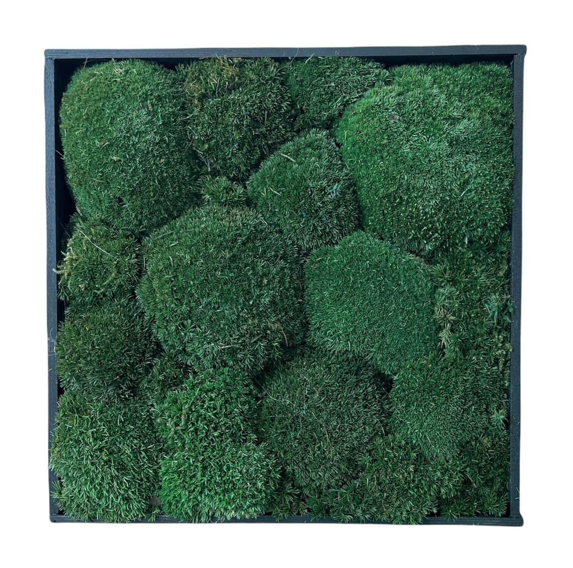 Bun Moss Picture, Moss Square, Moss Rectangle Moss Art, Moss Wall ...