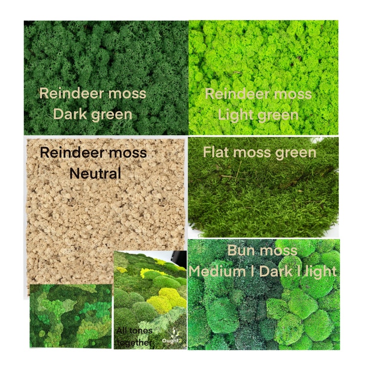 Mixed Moss Picture, Moss Square, Moss Rectangle, Moss Art, Moss Wall, Colourful Moss Wall ...